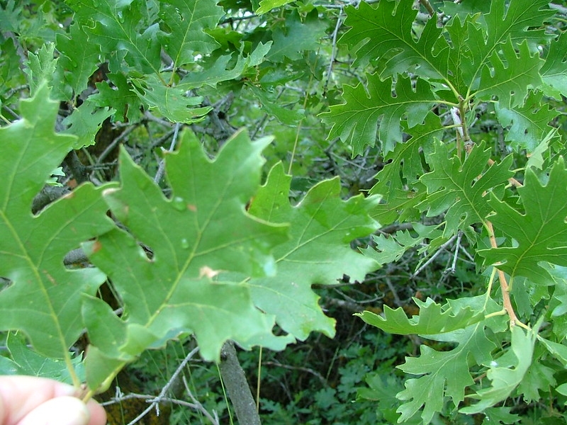 Tree Utah - Historic Trees: The Rare Northern Utah Hybrid Oak
